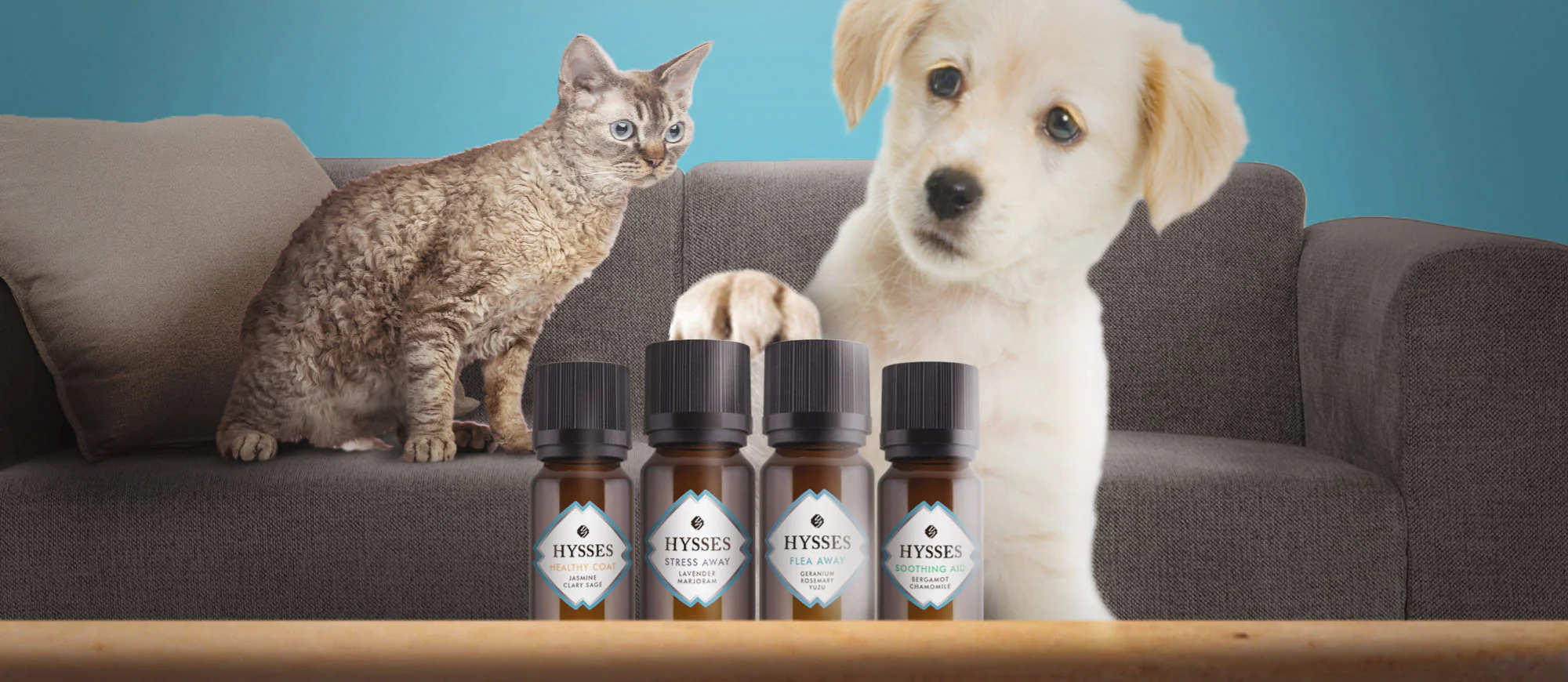 Are Essential Oils Safe for Pets? Here's What You Need to Know – Hysses ...