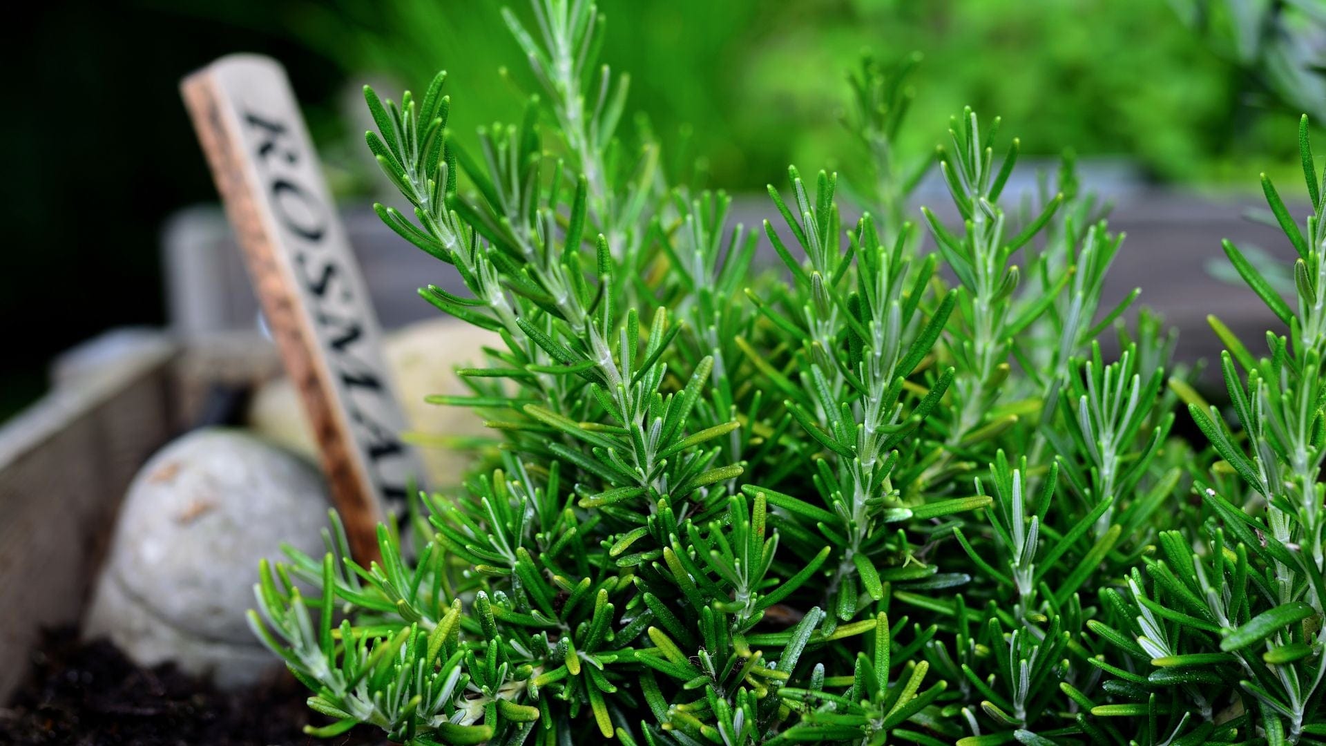 Rosemary | Benefits & Uses - HYSSES Singapore – Hysses Official